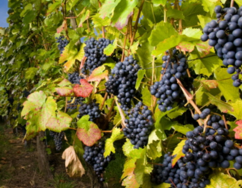 Argentina’s Bonarda Grape | A Layman's Wine Musings