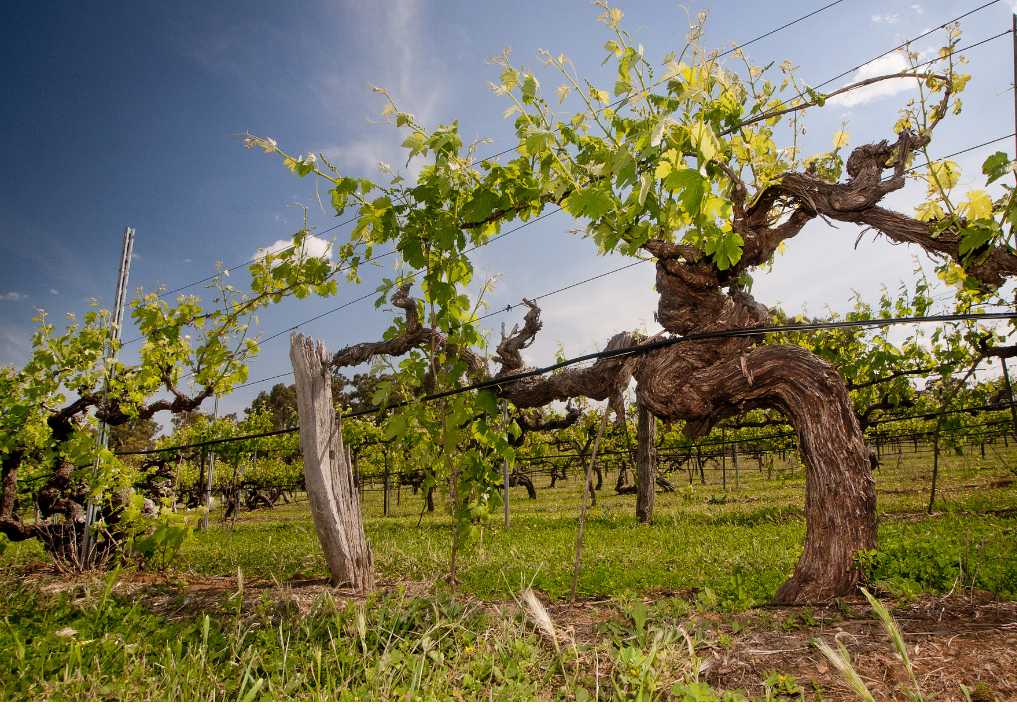 Old Vines Versus New Vines | A Layman's Wine Musings